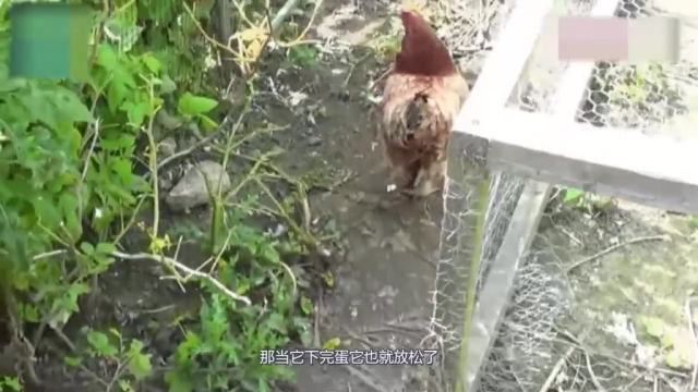 母鸡下蛋后为什么要咯咯叫,为了炫耀还是报喜,肯定都不是