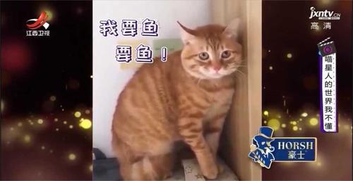 仔细听就会发现,很多喵星人都会说,人类的语言
