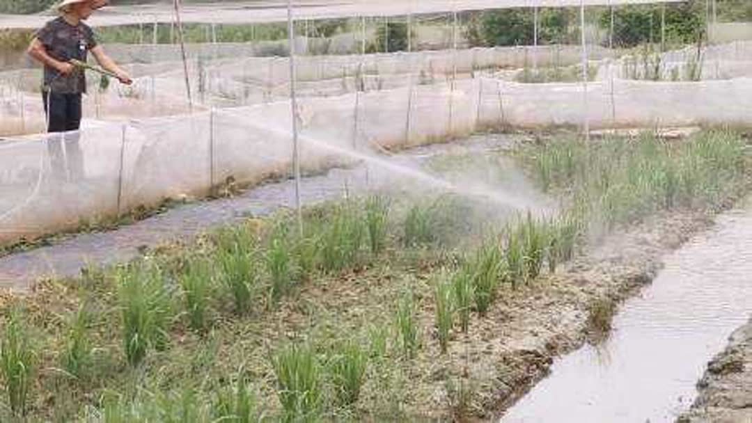 养蛙日常：蛙池长满了草，割草 消毒，做好每个细节！