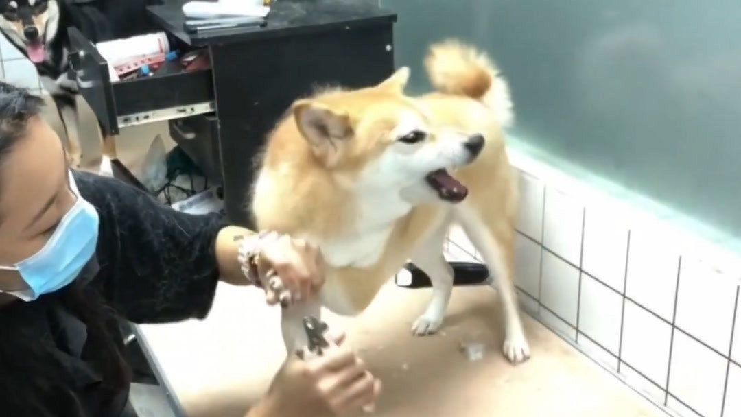 我这还没剪呢 你在那叫什么啊?