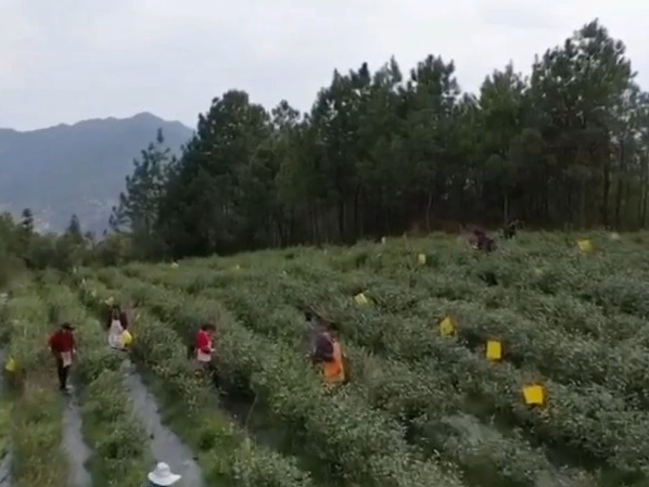 30秒|四川万源明前富硒茶开采 乡镇协同组织采茶群众解决"用工慌"