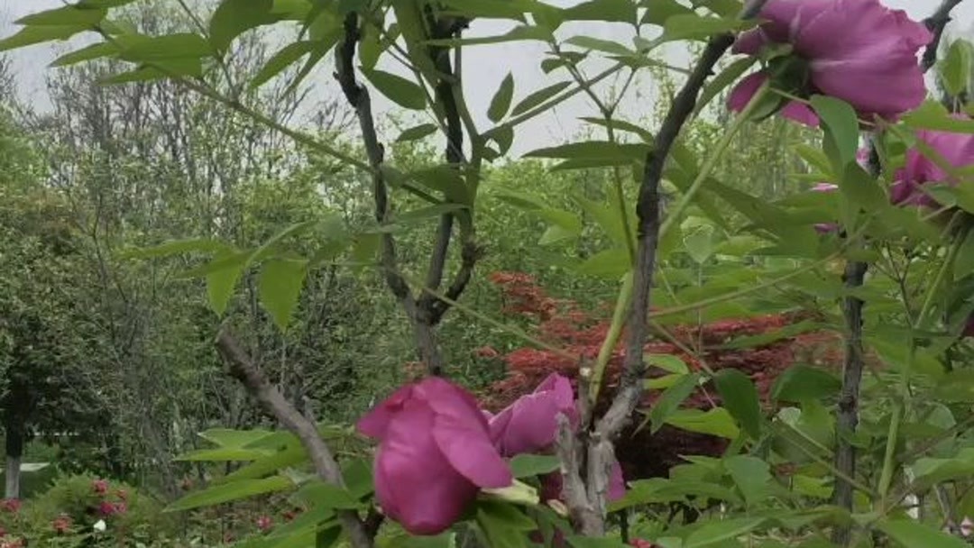 哪些情形下格式条款无效?董克仁律师一分钟说法!