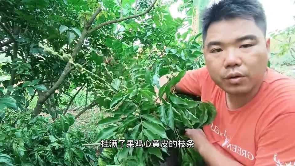 满树鸡心黄皮还没成熟一夜剪光!鸡心黄皮种植路还能走多远!