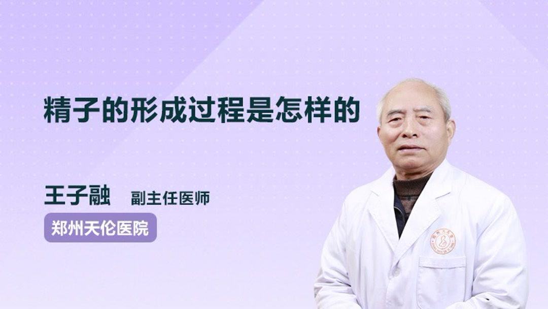 精子的形成过程是怎样的