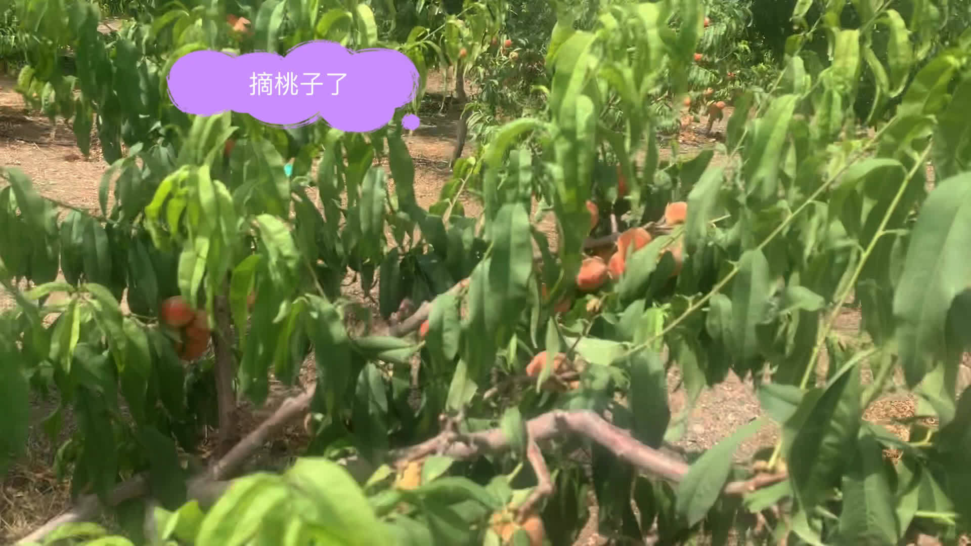 新疆的桃子成熟了,桃子好吃树难栽,看看这些桃树怎样生长的?