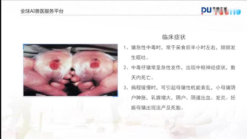 猪霉变饲料中毒