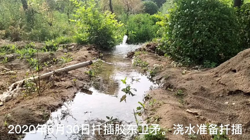 90后林业种植扦插胶东卫矛