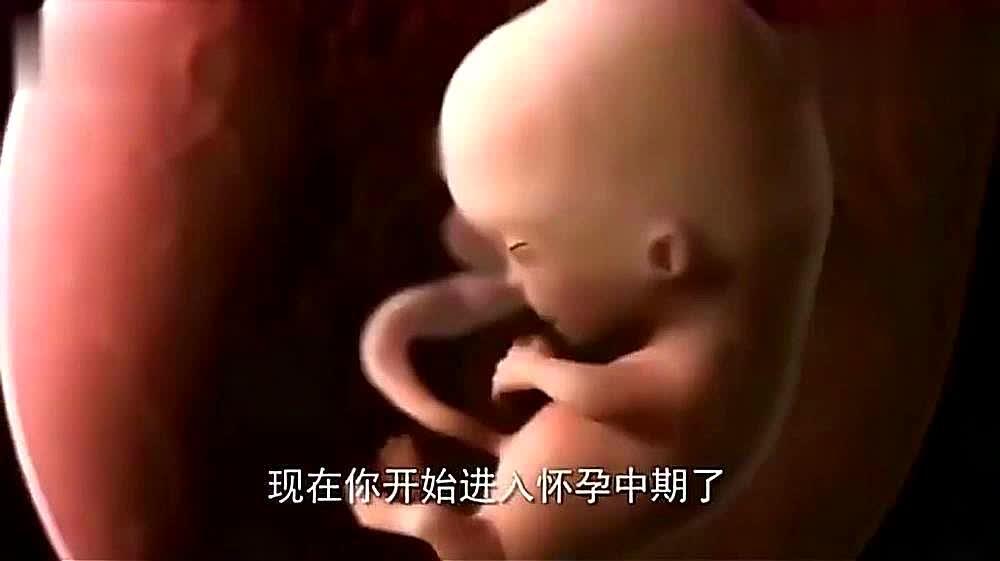 胎儿从受精到出生,四十周发育全过程,太神奇