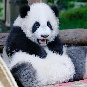 渔歌数处 
