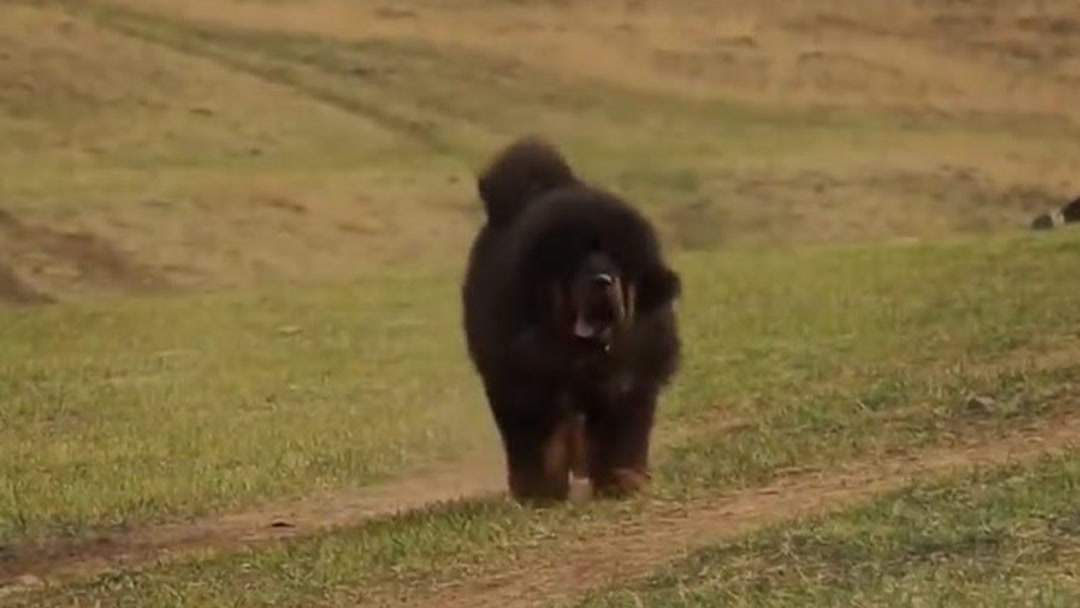 世界最大藏獒王,有“东方神犬”美称