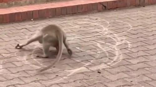 碰到一只有趣的小猴子,竟独自在地上画起了圈,难道是在画法阵吗?