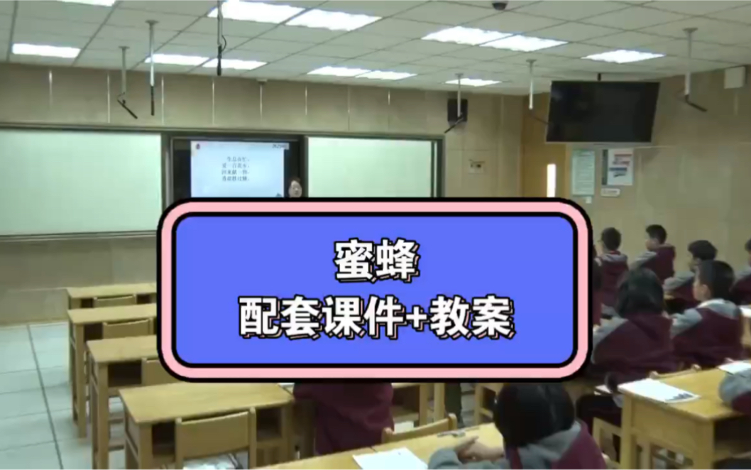 三年级下册小学语文公开课《蜜蜂》(配套课件+教案)课堂实录。