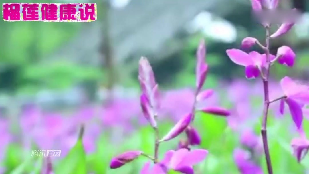 绞股蓝有什么功效?医生:和它一起搭配,降低胆固醇,排出血管垃圾!