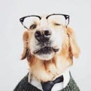 喜欢吃铜锣烧の拓跋鹏鲸 