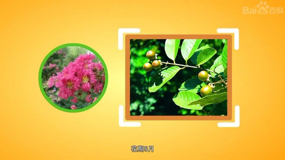 一分钟了解——居间紫薇