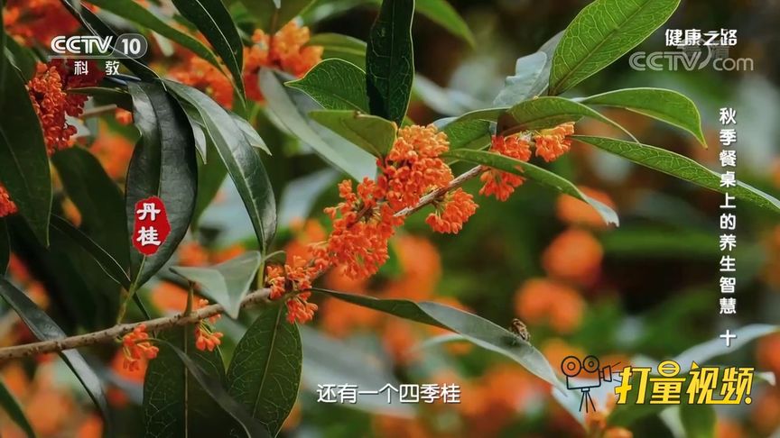 桂花飘香!桂花性温,有散寒止痛、温肺化饮的作用|健康之路