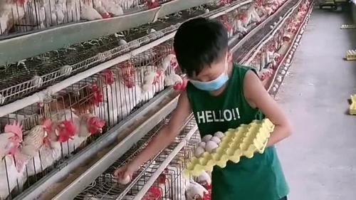 男孩不玩手机不玩游戏,主动帮父母分担家务,做起了捡鸡蛋的服务员