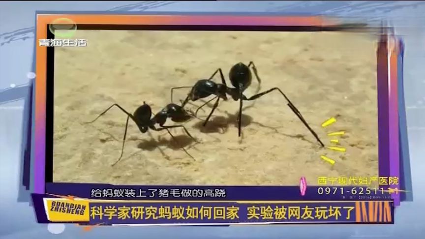 科学家好奇蚂蚁如何回家?于是蚂蚁被玩坏了,蚂蚁:我太难了