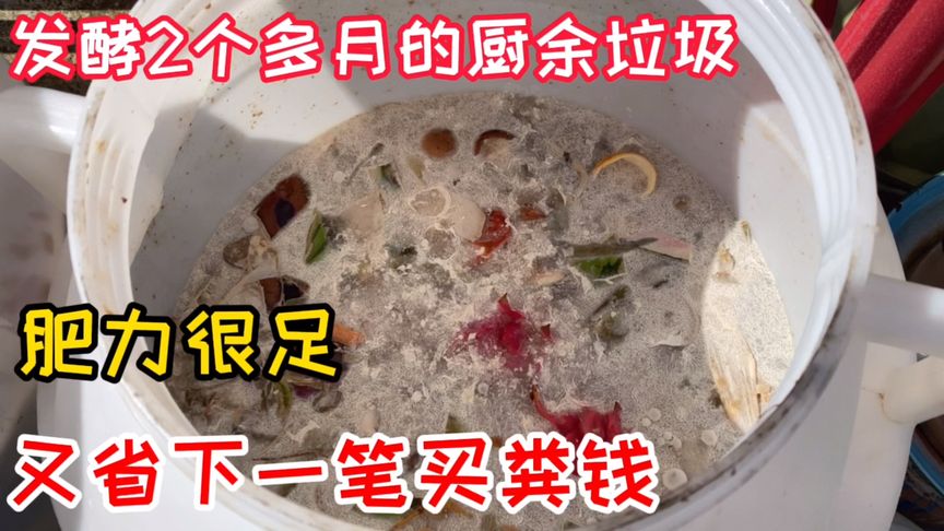 家庭种菜好肥水,利用厨余垃圾发酵成肥水,种出安全绿色有机菜