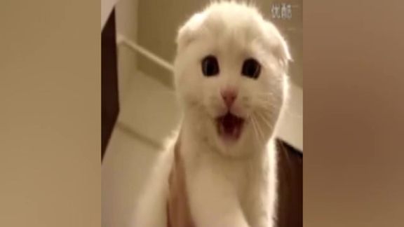 有史以来最可爱的猫咪