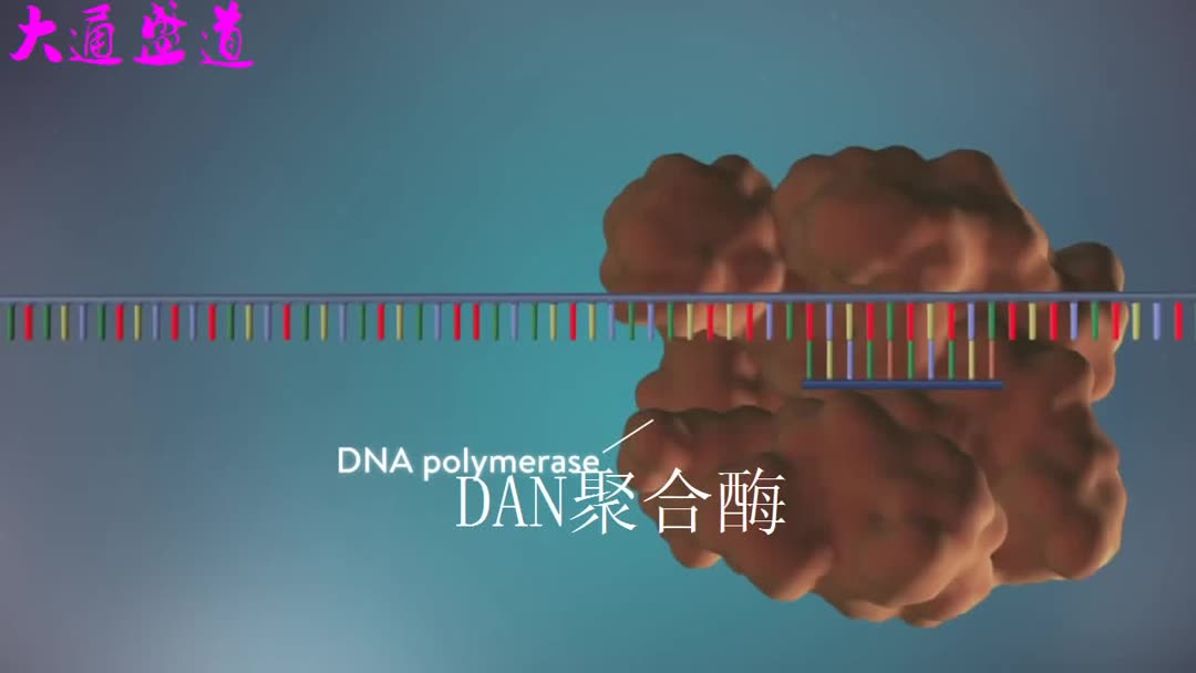 3分钟看明白DNA是如何复制的