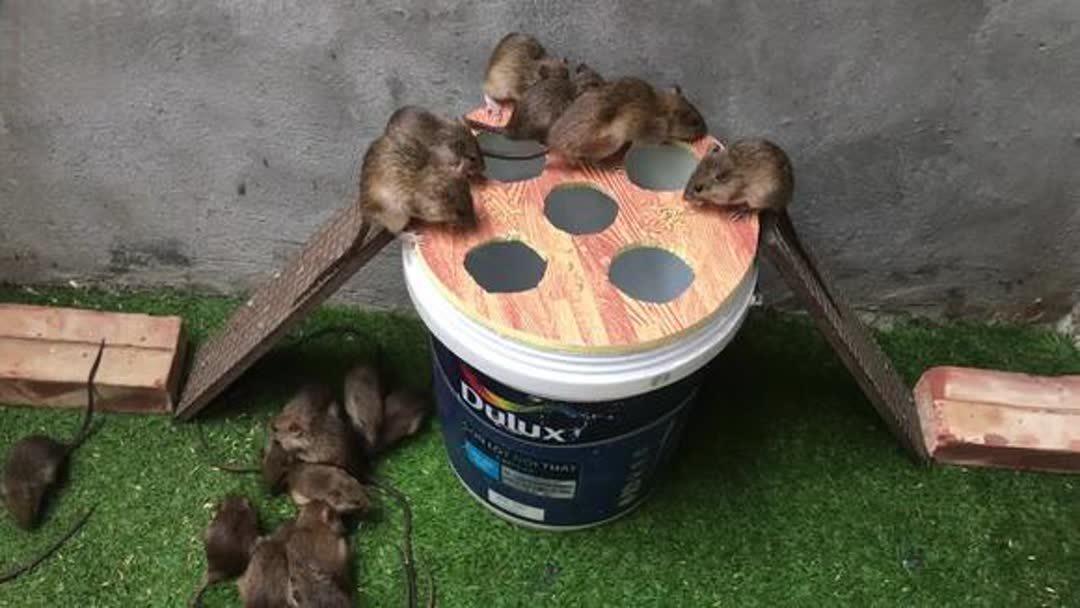 自制水桶捕鼠神器