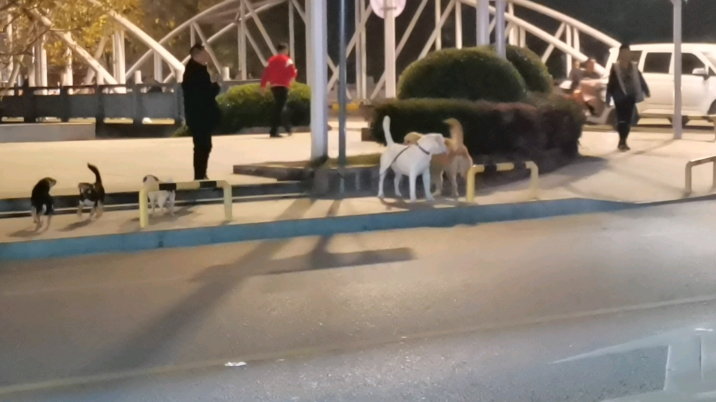 小狗狗跟大狗狗吵架