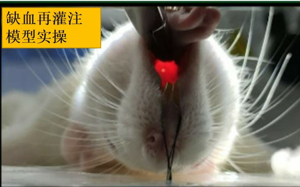 研途指南:实操SD大鼠缺血再灌注损伤模型造模过程