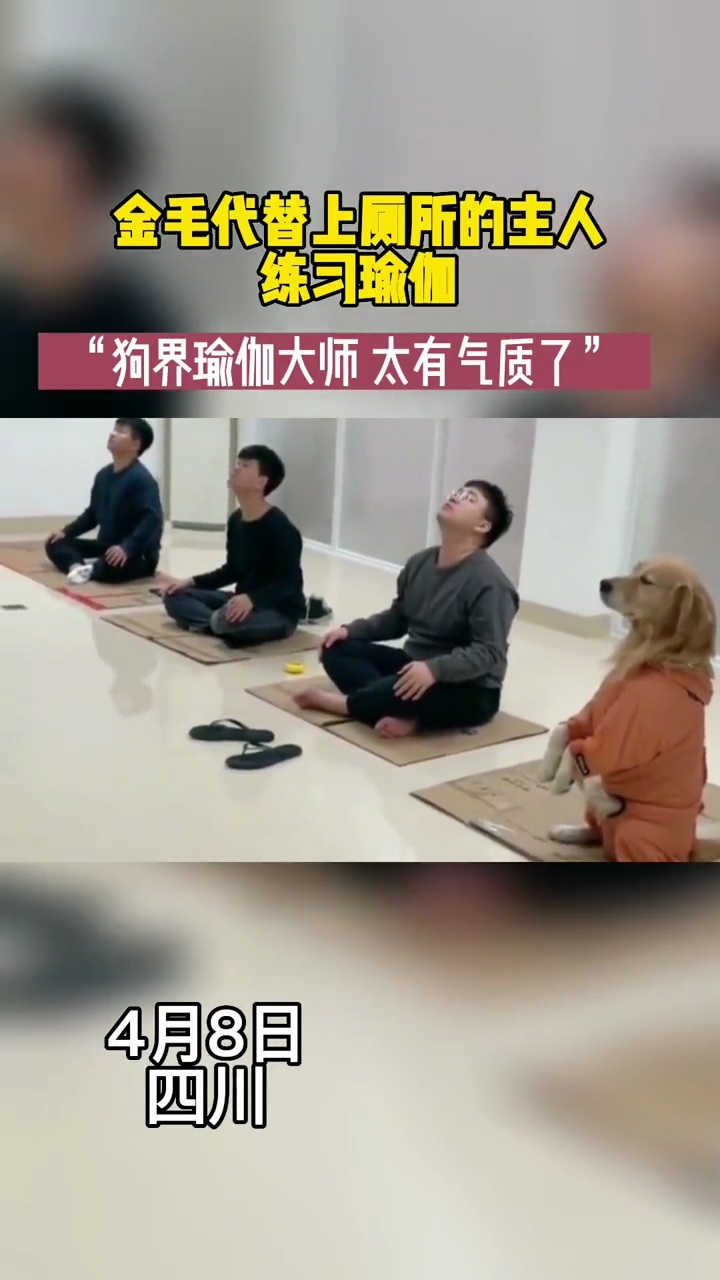 金毛代替上厕所的主人练习瑜伽 网友:狗界瑜伽大师 太有气质了