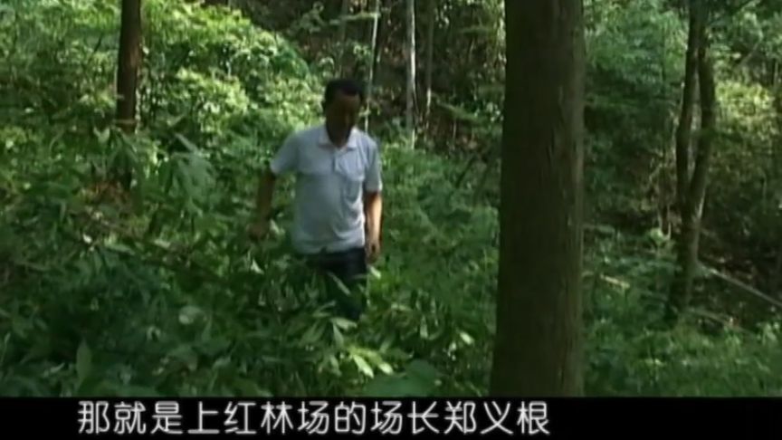 山间惊现“红豆杉”,其树叶树皮熬水喝就能治疗癌症,非常神奇