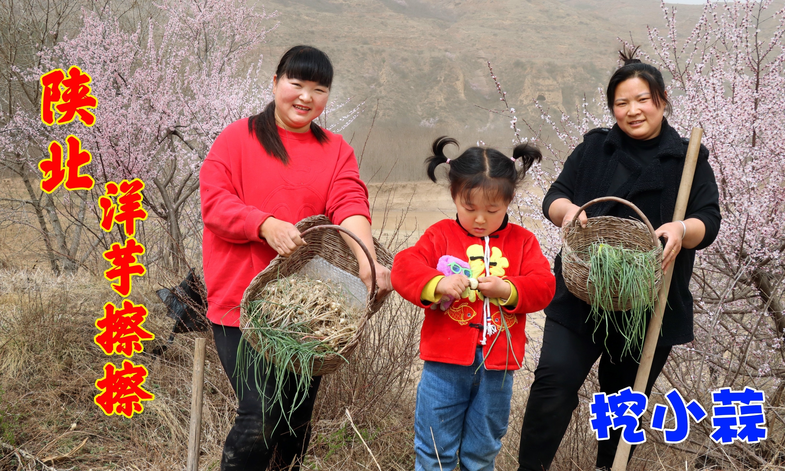 陕北特色洋芋擦擦的做法,霞姐地里挖小蒜拌着吃,真正天然的美味