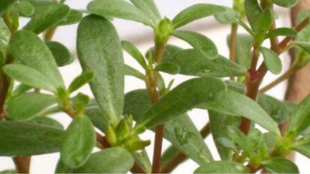 清热解毒的马齿苋,退肿的葫芦,解酒清热的藕,一分钟学药性用途