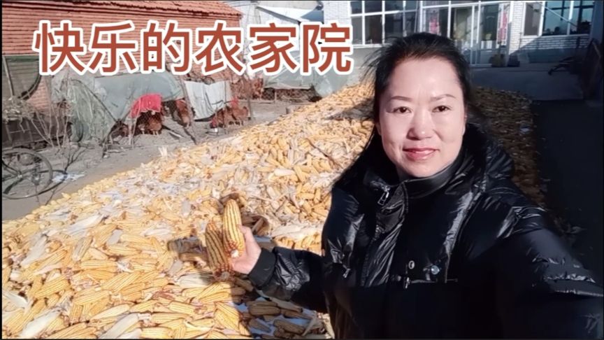 黑龙江靠近俄罗斯边境的农家院,粮食满仓鸡成群,铁锅烀黄豆喂猪