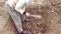 枇杷种植技术-栽植