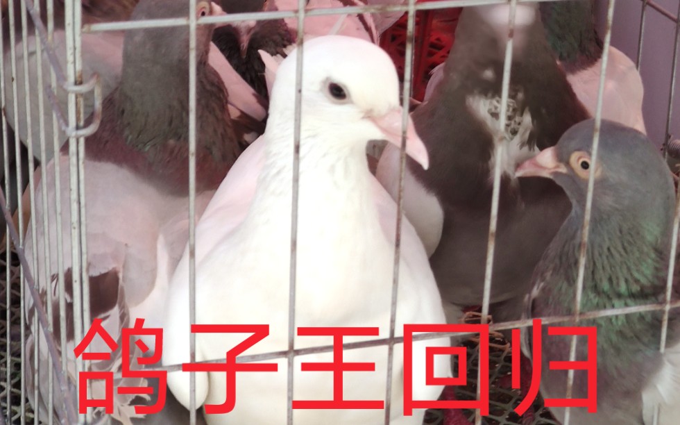 【使命召唤手游/混剪/踩点】制作不易求求各位观众大佬给个关注!拜托...