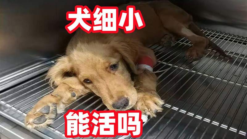 犬细小对狗伤害多大?为何老玩家纷纷丢弃,这种狗能活吗