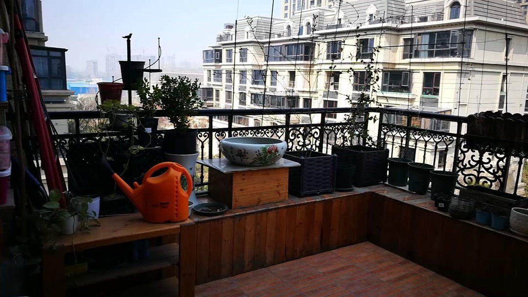 教授擅长微课和课件技术,空中花园养花,藤本月季、铁线莲、风车茉莉,...