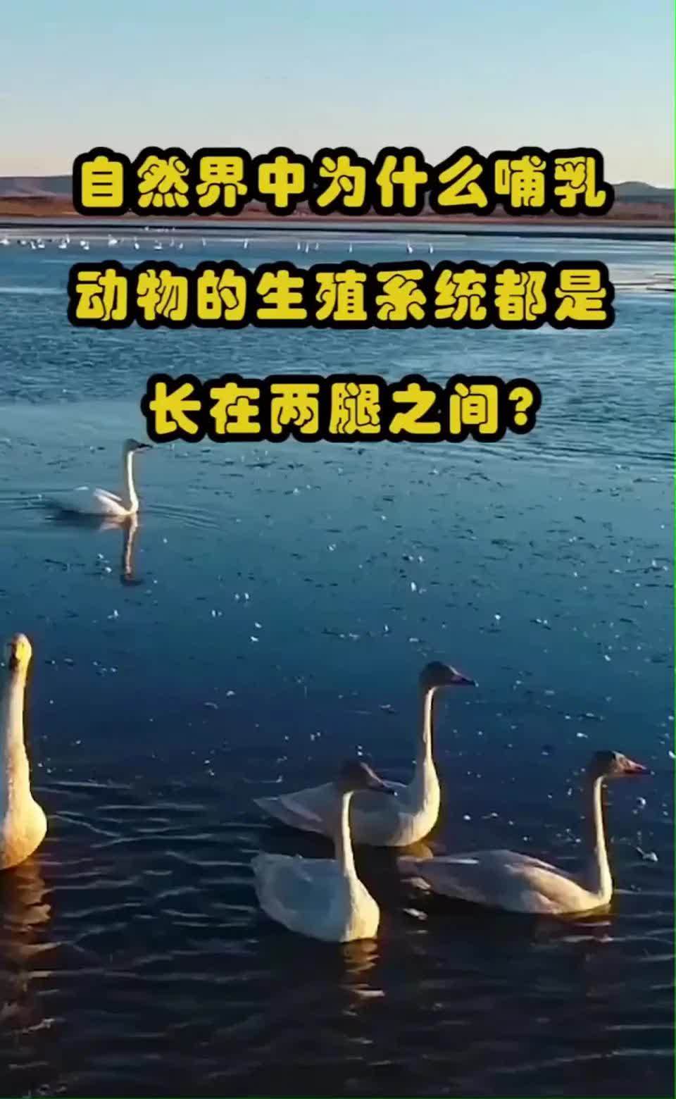 自然界中为什么哺乳动物的生殖系统,都是长在两腿之间?