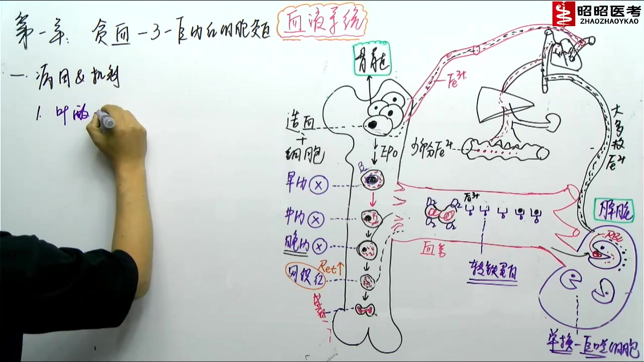 ...昭昭医考临床执业医师基础精讲课血液系统巨幼红细胞贫血考试视频...