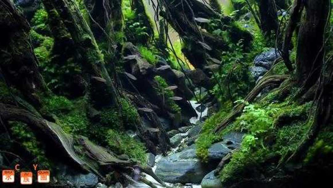这是我最喜欢的一款小型缸造景,没有之一