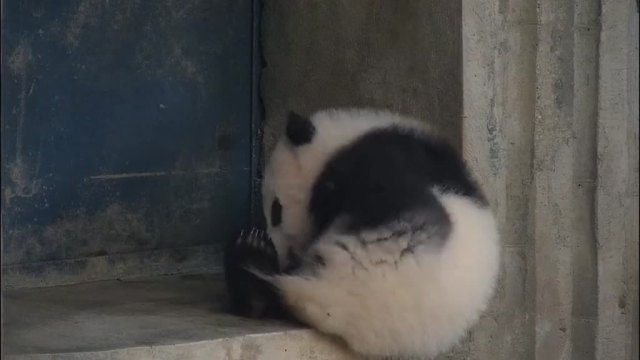 刚出生的熊猫宝宝,真的是好可爱啊
