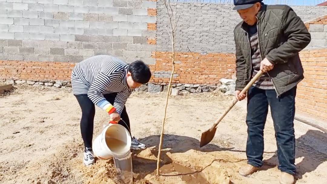 春日vlog:农村71岁老大爷教你栽树技巧,注意3点,成活率99%