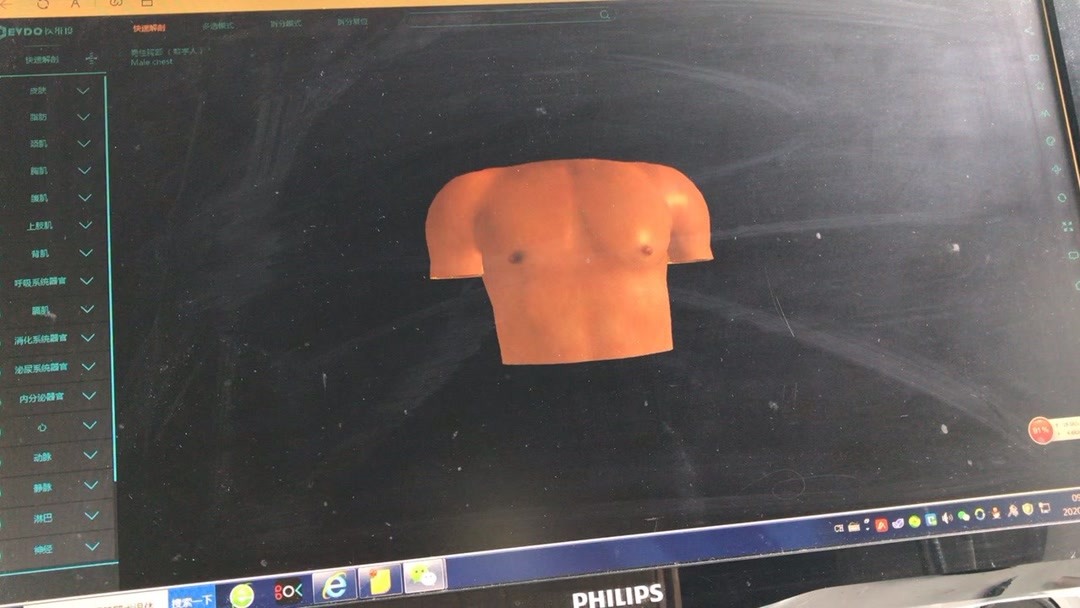 人体解剖拆分结构模型