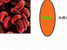 汉水丑生 高中生物 必修一 物质跨膜运输的实例 教学视频