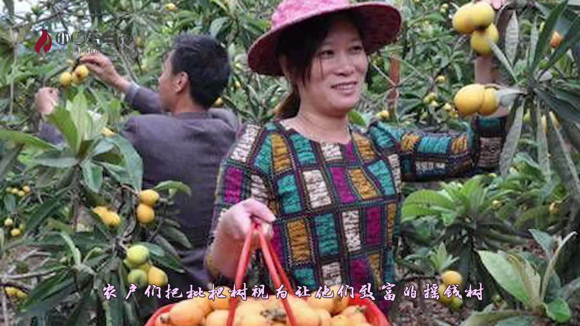 果农种植枇杷果吸引大批订购商,年入几十万,真是致富之路!