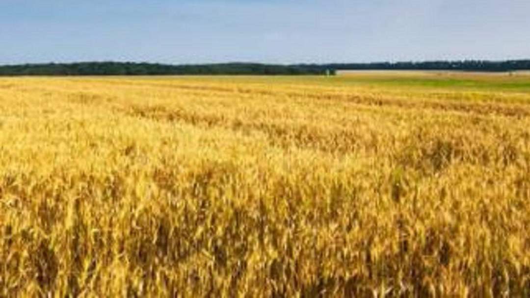 俄罗斯几十万农民面临破产,中国做了一个举动拯救了他们