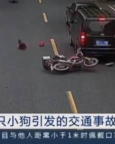 【流浪狗上街引发车祸谁担责?摩托驾驶员看狗分心追尾轿车负全责】...