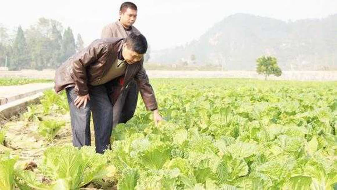 什么大白菜品种能够高产?怎样挑选高产品种?农民要知道