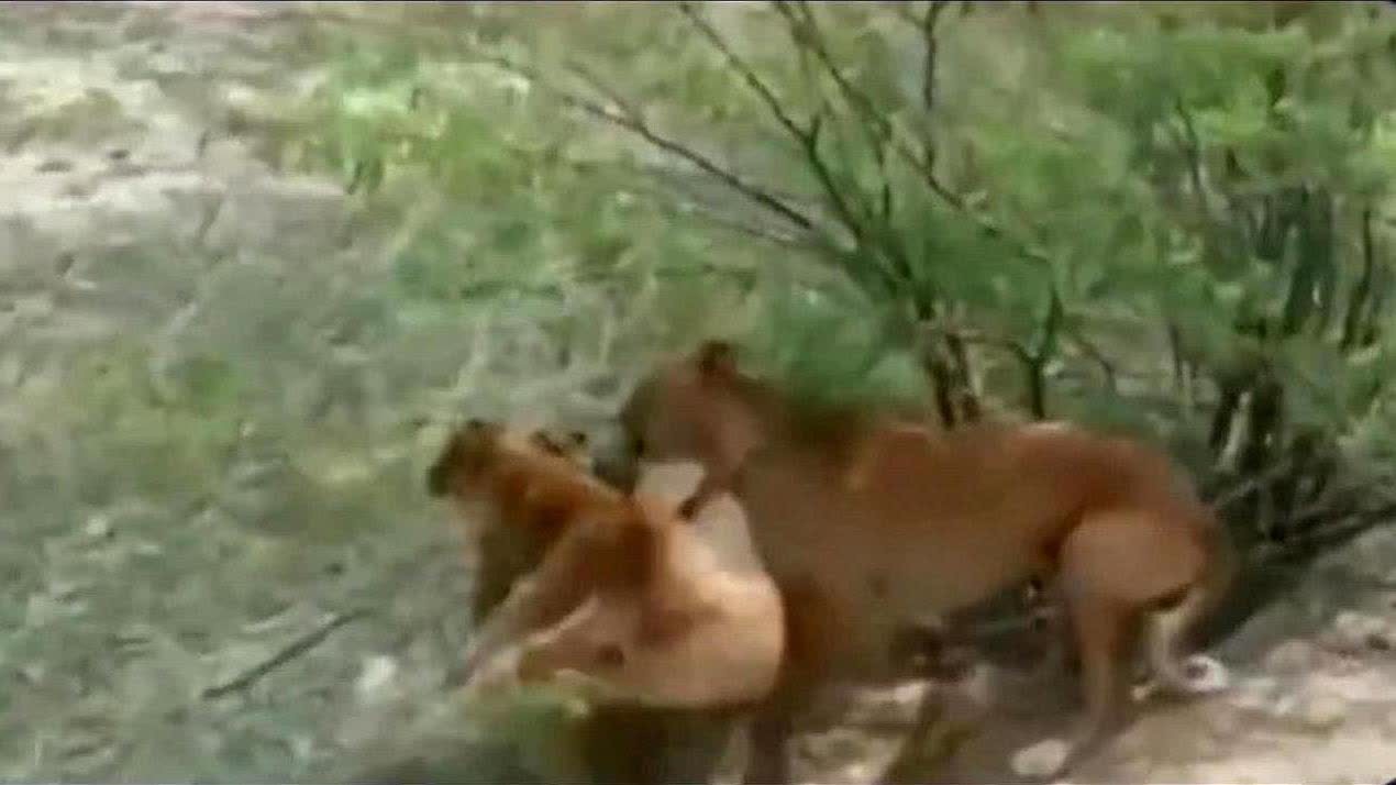 被狗咬死,这条狼下场惨不忍睹