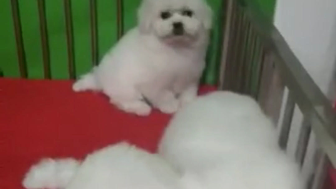 精品比熊犬多少钱一只 比熊智商排名比熊犬好打理吗